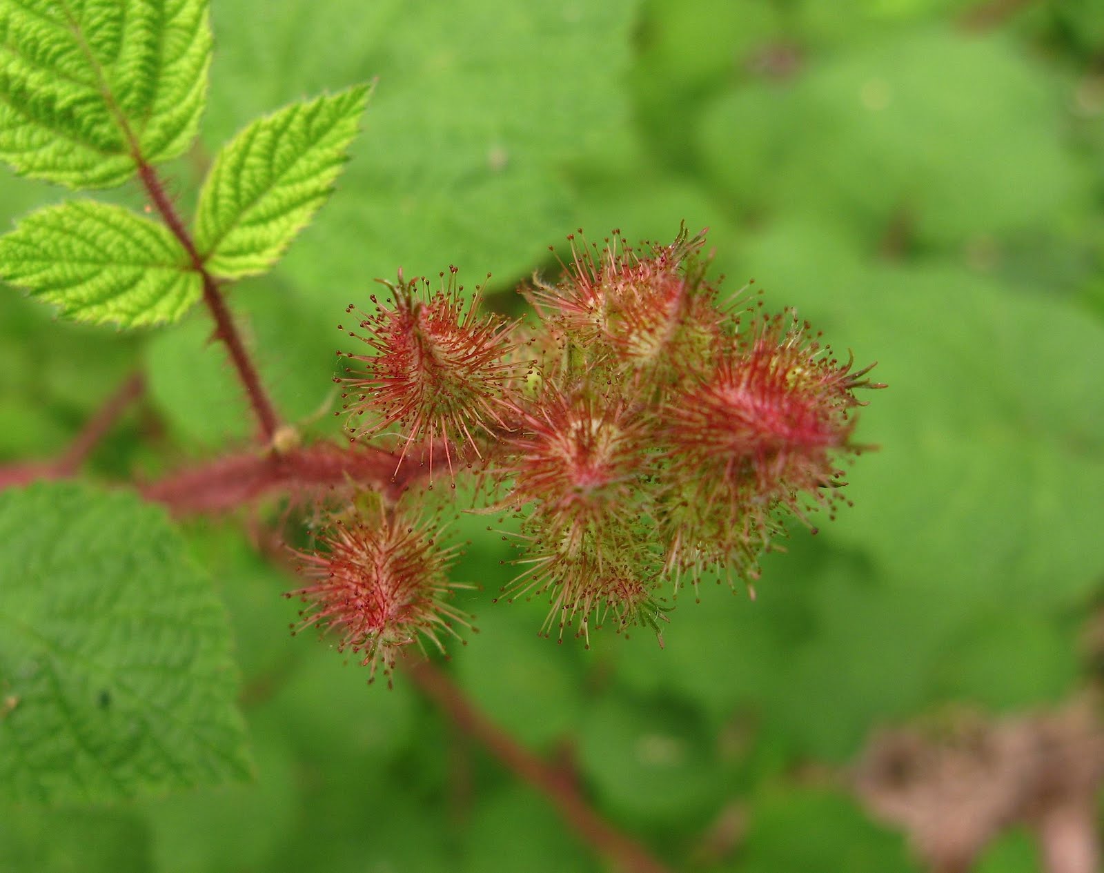 Saratoga woods and waterways: Beautiful Aliens