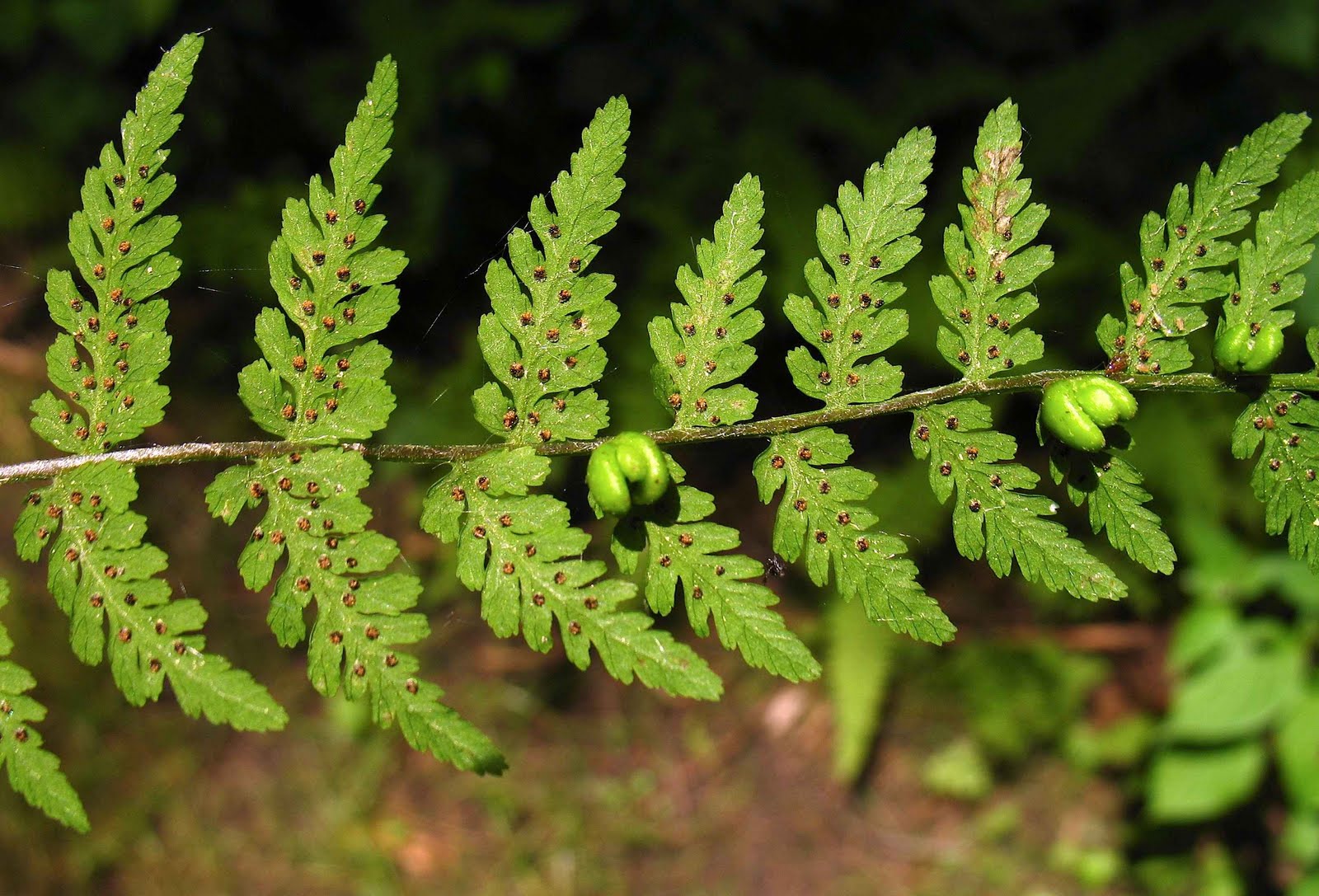 Saratoga woods and waterways: A Long Day's Walk