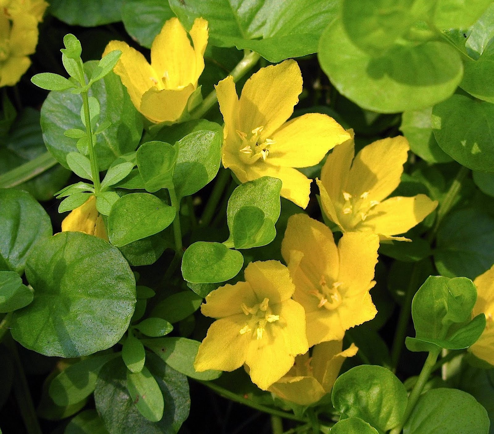 Saratoga woods and waterways: Blooms and Bugs and Berries