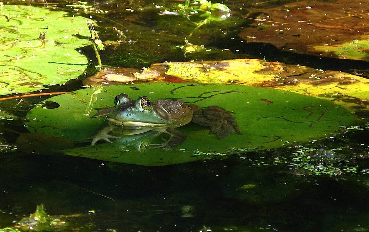 Saratoga woods and waterways: Surprise Finds Along the Hudson