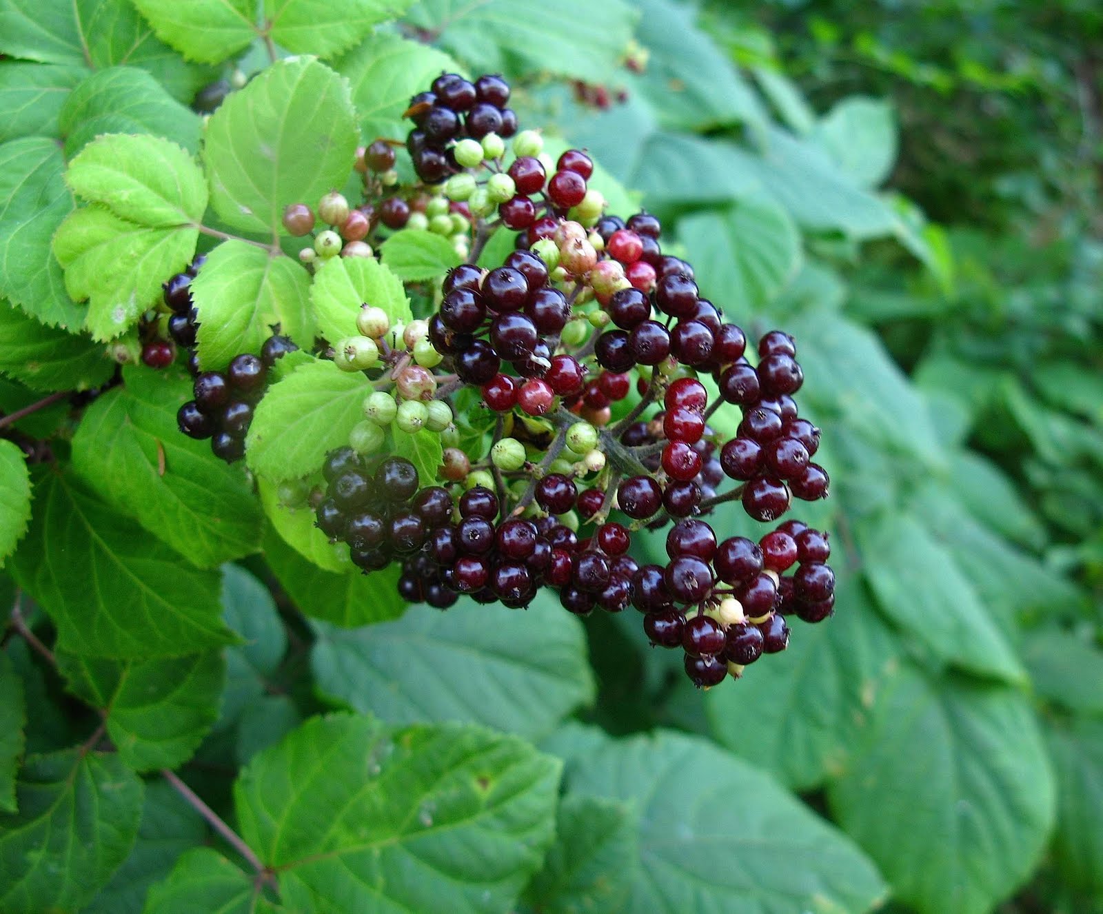 Saratoga woods and waterways: Surprise Finds Along the Hudson