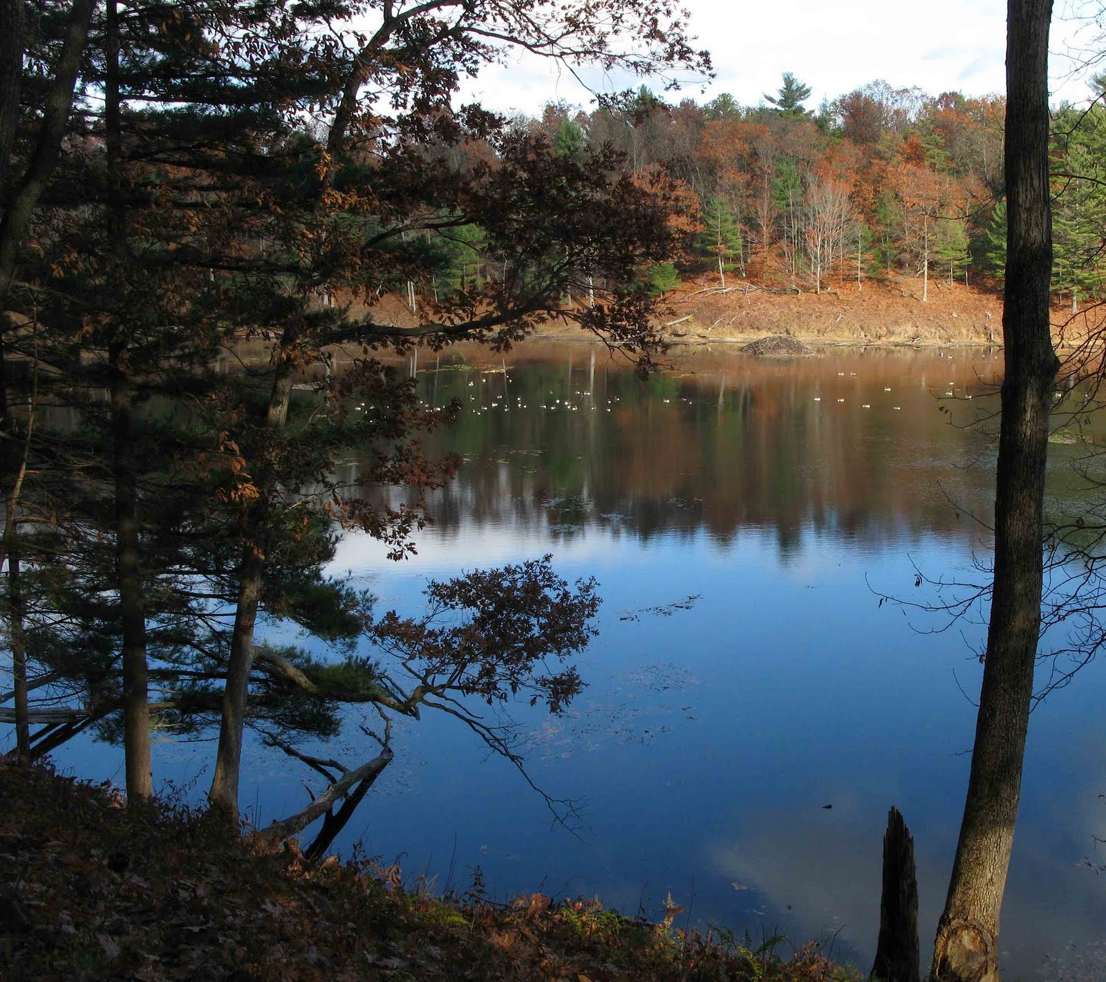 Saratoga woods and waterways: Mud Pond is Mighty Muddy
