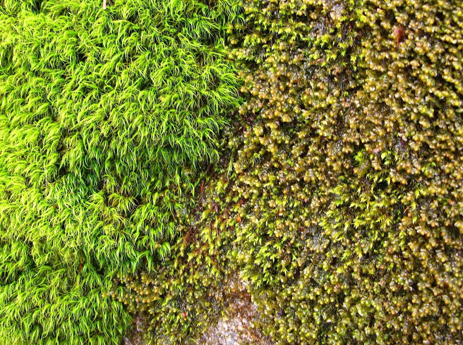 Saratoga woods and waterways: Mosses and Lichens and Liverworts, Oh My!