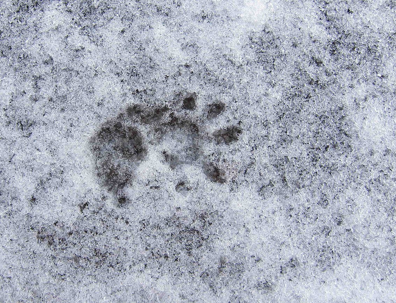 Saratoga woods and waterways: Backyard 'Possums