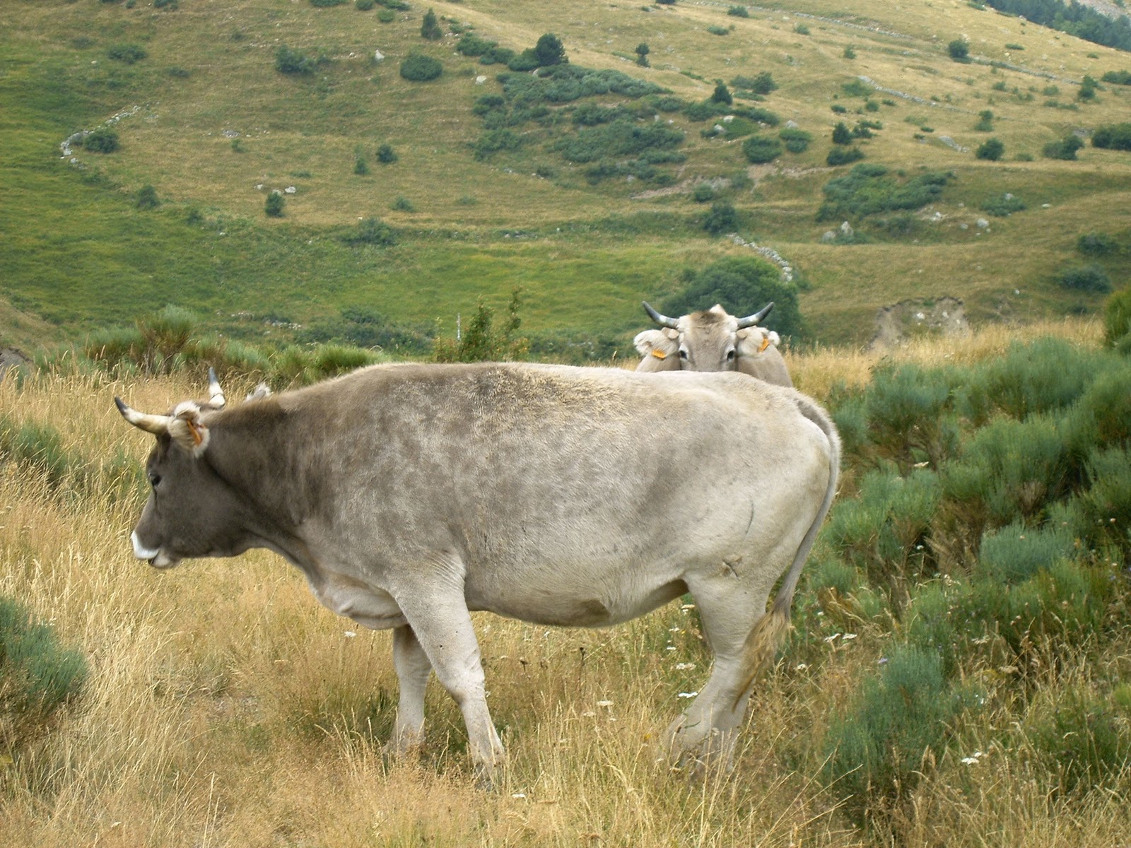 ESPAI DE GALIONAR: Vaques, vaques, vaques.