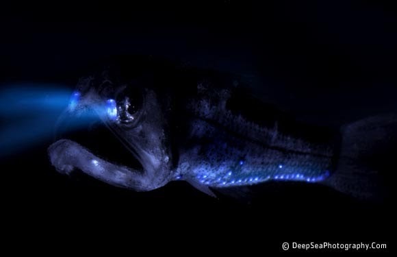 Bioluminescência: Peixe Lanterna