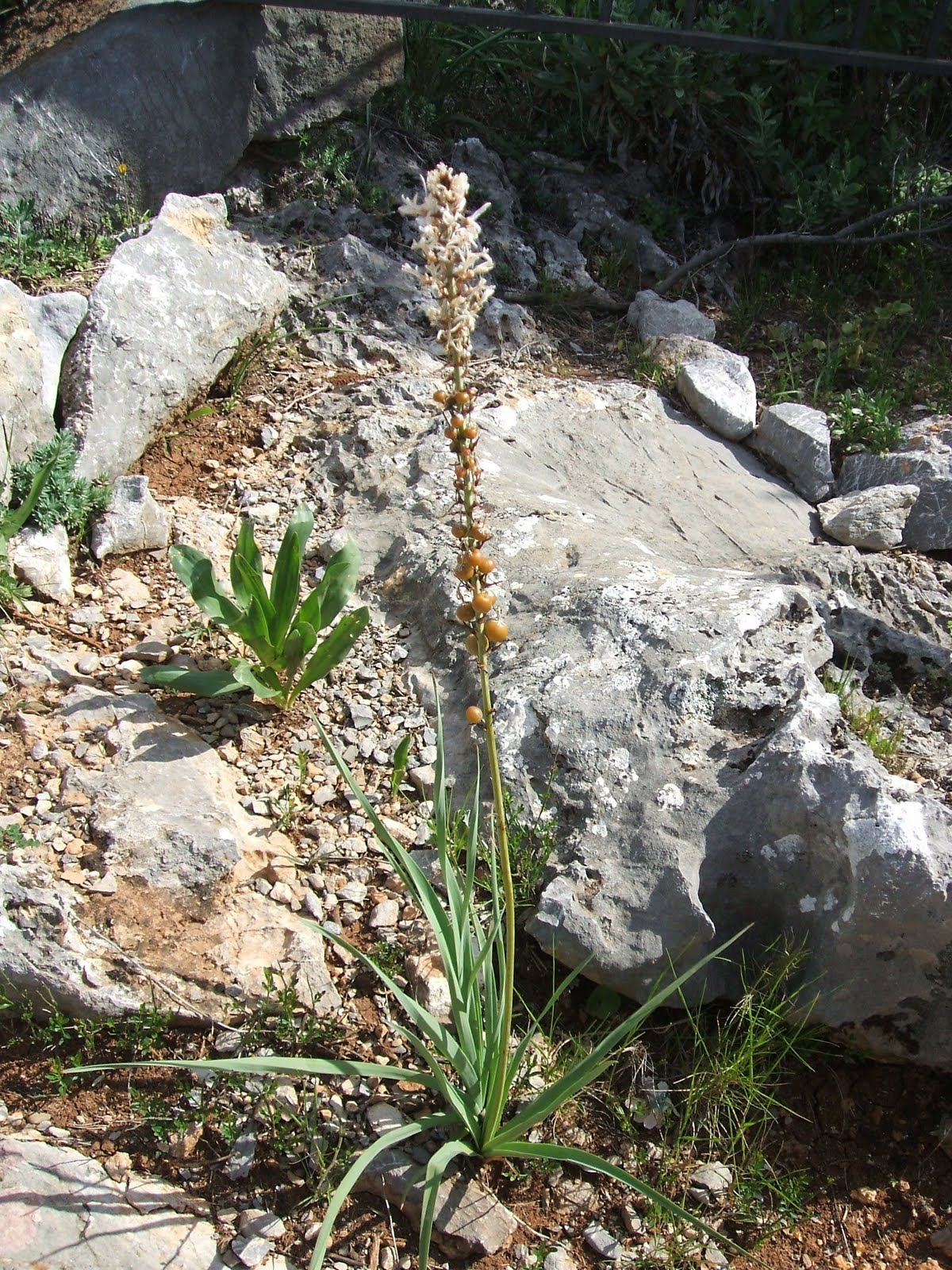 Ubrique natural: El Día de los Gamones
