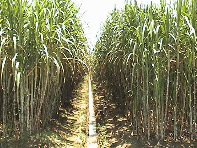 SEJARAH TANAMAN TEBU DAN MANFAAT TEBU | Tips Petani