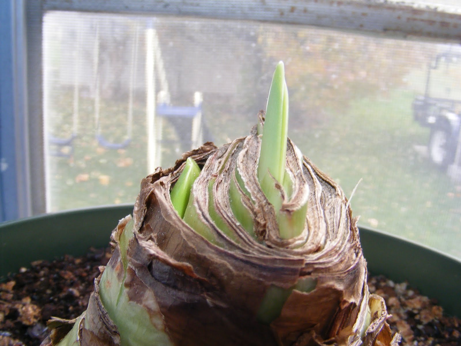 Turn Your Thumb Green!: Evolution of an Amaryllis!