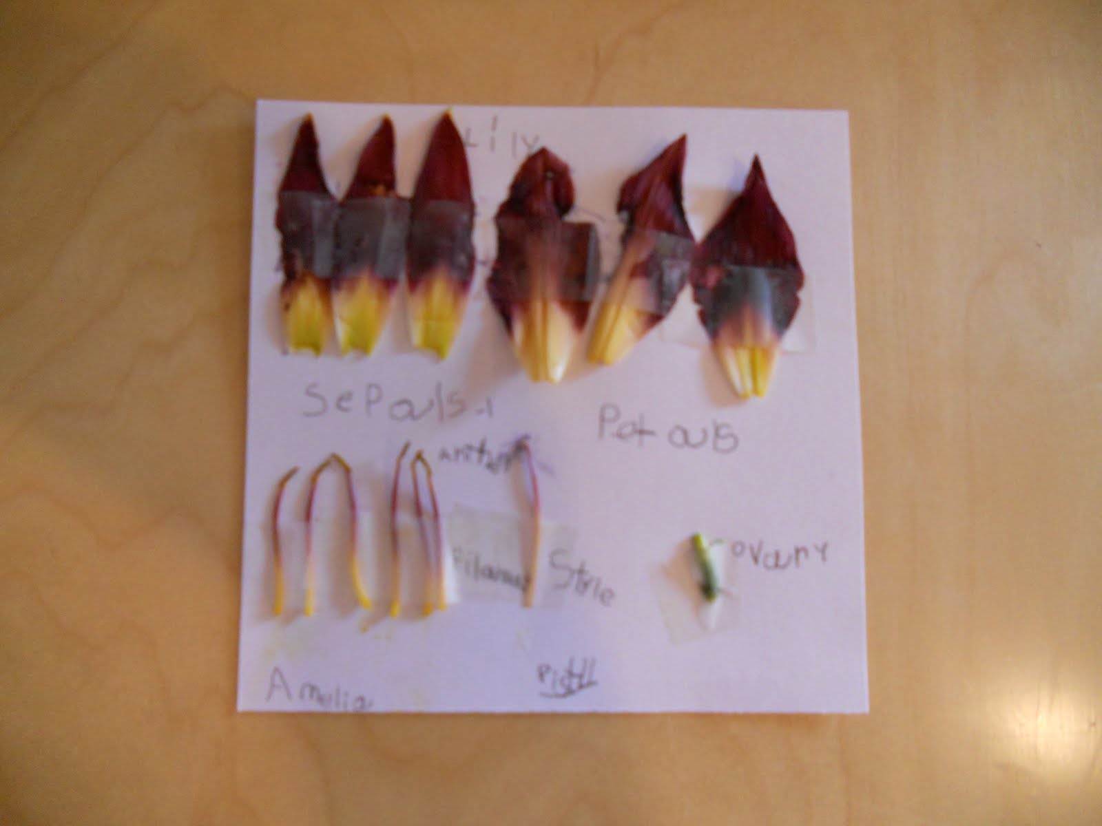 Montessori in Bloom: Flower Dissection