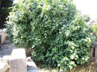 Hortus Hesperidum / Ὁ κῆπος Ἑσπερίδων: Nonae Caprotinae