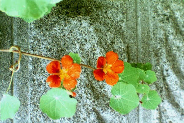 gold country girls: Plants I Know and Love #12: Nasturtiums