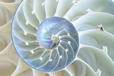 FASCINATING FACTS OF MATHEMATICS: MATHS AND NATURE