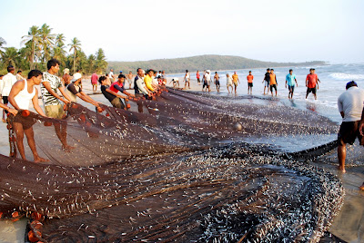 SANTOSH PEDNEKAR'S SINDHUDURGA TOUR 2: FISHING...RAPAN AT DEOBAG MALVAN