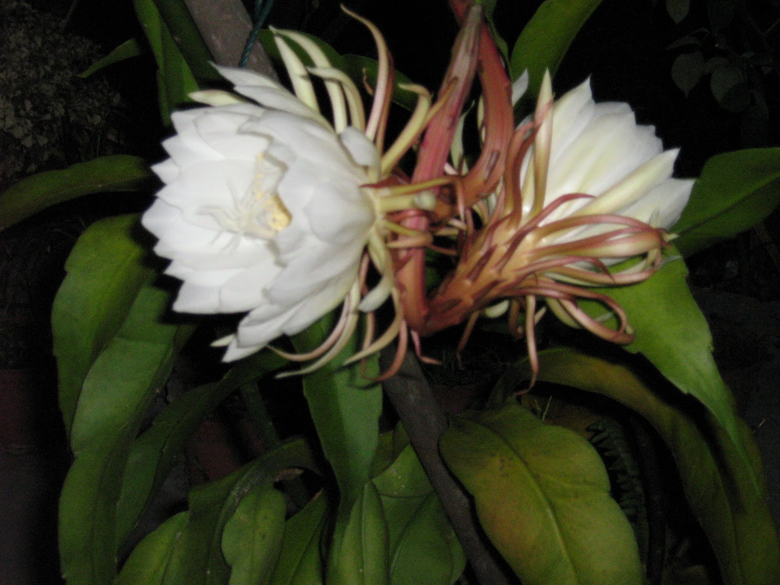 Mazana NS: Bunga Bakawali.