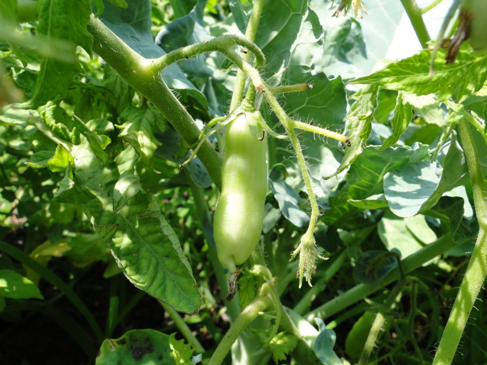 Kertem Bogláron: Paradicsom termés-verseny