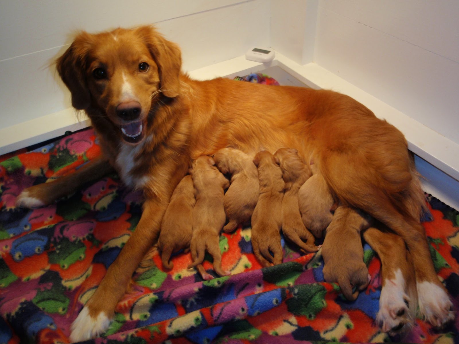 Nova Scotia Duck Toller Puppies: One female for show, field or ...