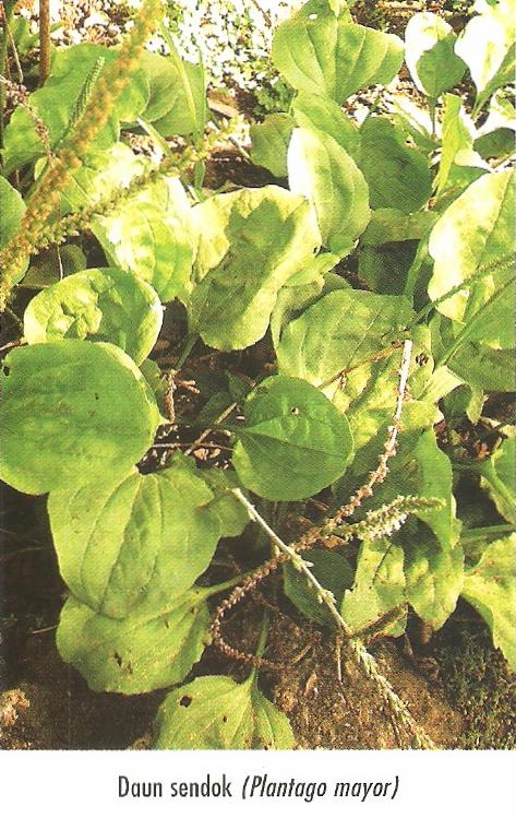 Tanaman Obat Keluarga "Back to Nature": DAUN SENDOK