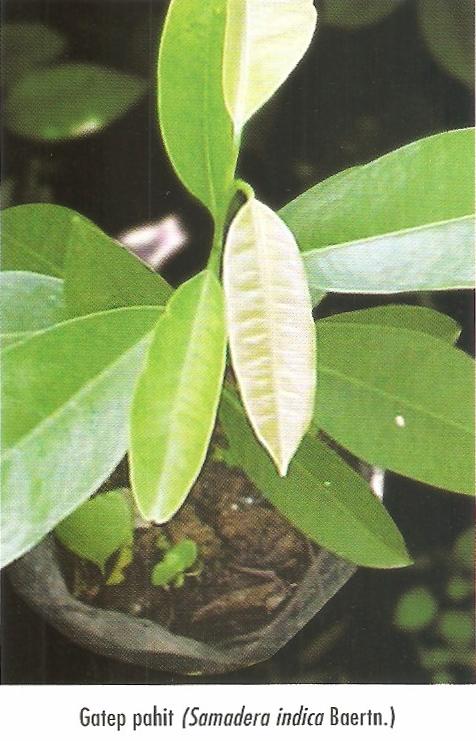 Tanaman Obat Keluarga "Back to Nature": GATEP PAHIT