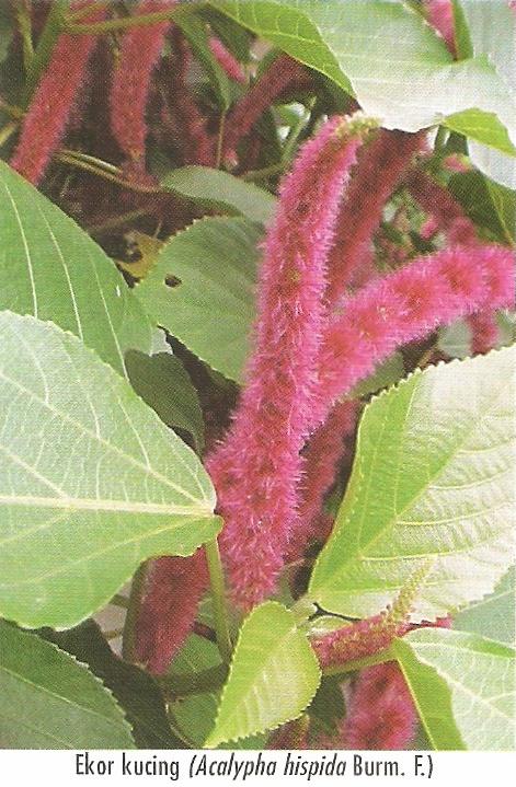 Tanaman Obat Keluarga "Back to Nature": EKOR KUCING