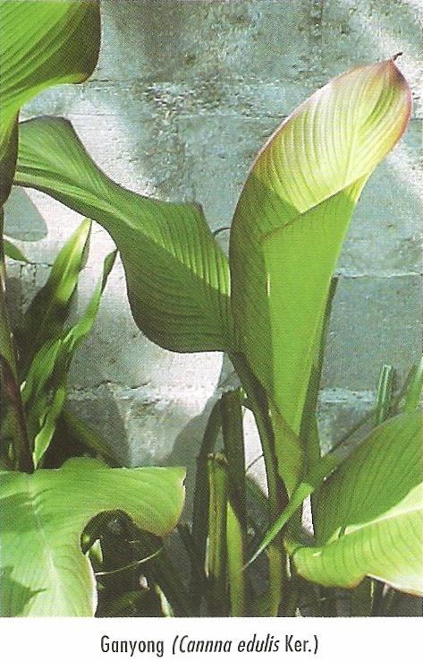 Tanaman Obat Keluarga "Back to Nature": GANYONG