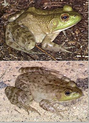 Pecinta Alam Soponyono: BUDIDAYA KODOK