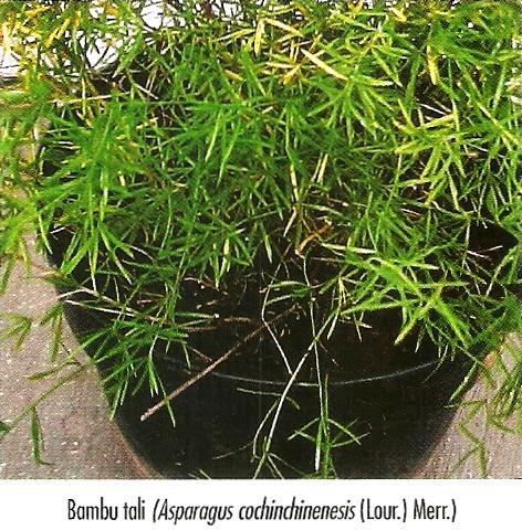 Tanaman Obat Keluarga "Back to Nature": BAMBU TALI (Asparagus)