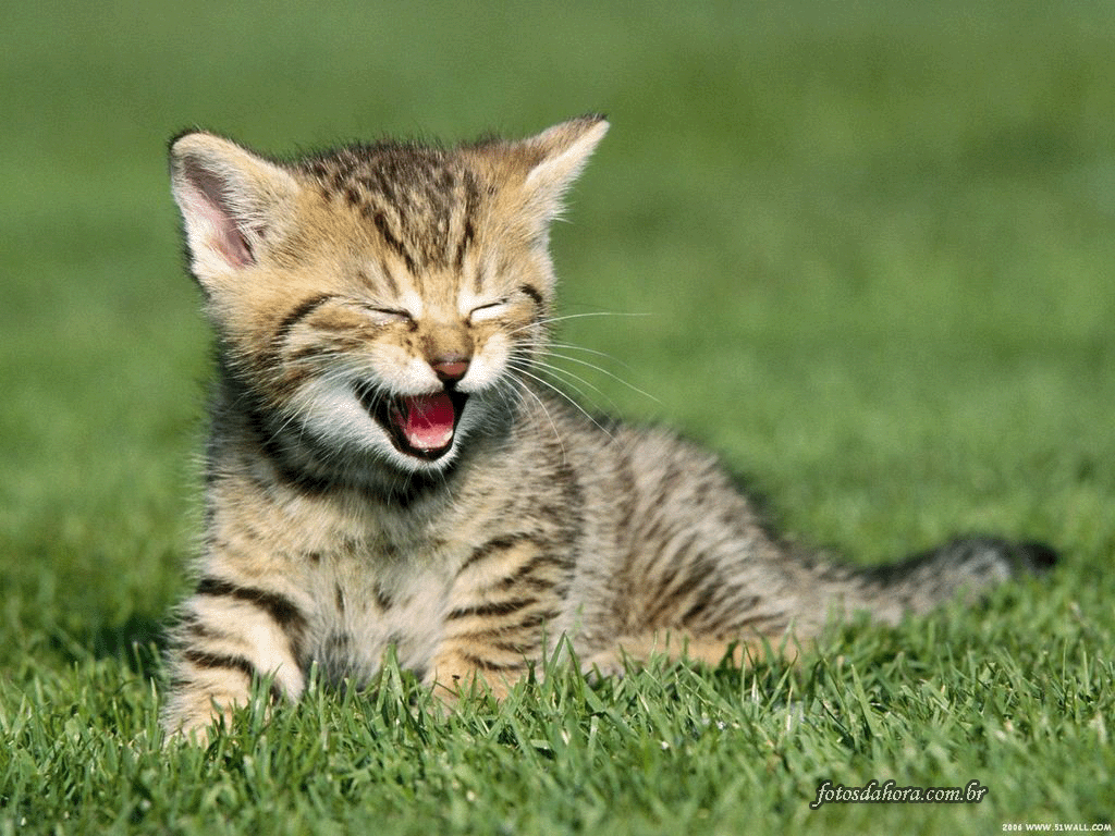 Imagenes gato feliz - Imagui