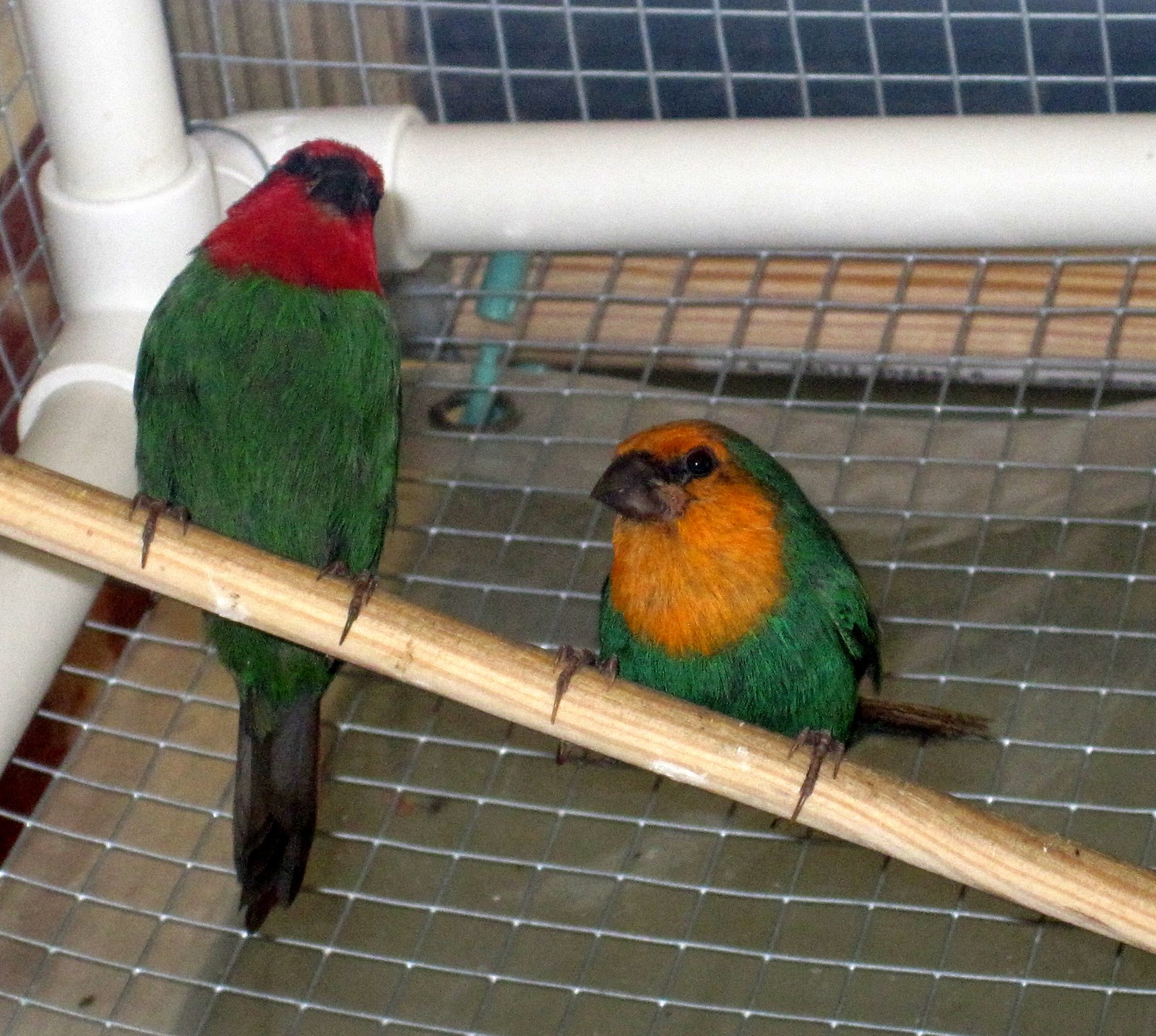 Happy Bird Place Finch and Grasskeet Blog: New babies, fledglings, and ...