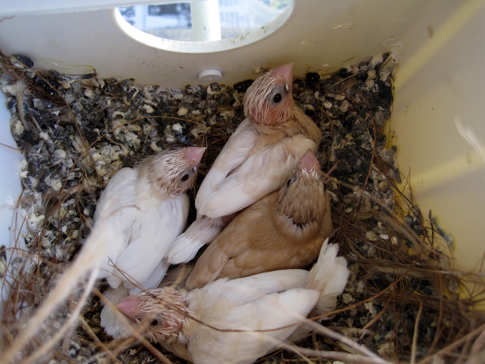 Happy Bird Place Finch and Grasskeet Blog: Babies and mutations...