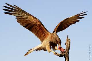 elCONDORpasa: Tiuque 1