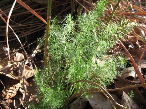 Plantas Medicinais e Fitoterápicos: Resposta sobre: Funcho