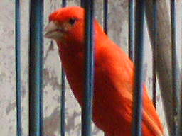 foto burung kenari: FOTO KENARI MERAH