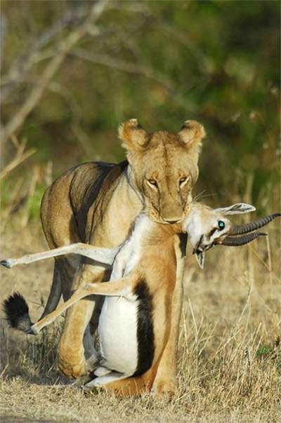 Animals Zoo Park: Lion - Deer Hunting Pics, Hunting Photos, Hunting Video