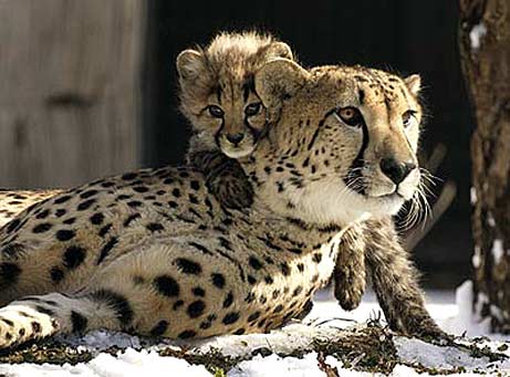 Unique Animals blogs: Cheetahs Cubs, Tigers Cubbs Pics - Cub Photos and ...