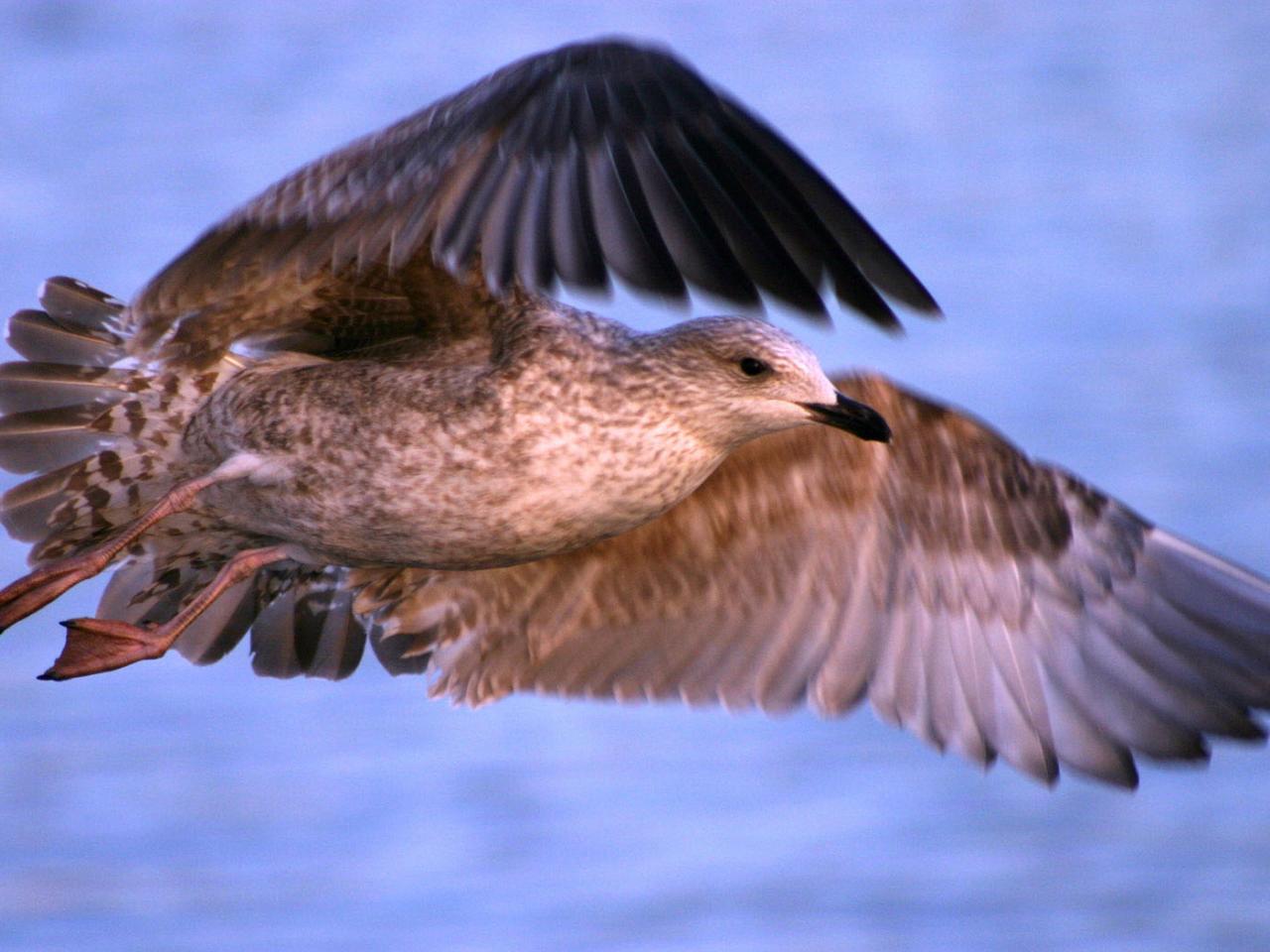 Unique Animals blogs: Birds Flying Wallpapers for Desktop - Animals ...