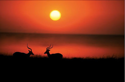 Unique Animals blogs: Sunset animals Photos and Pictures Gallery