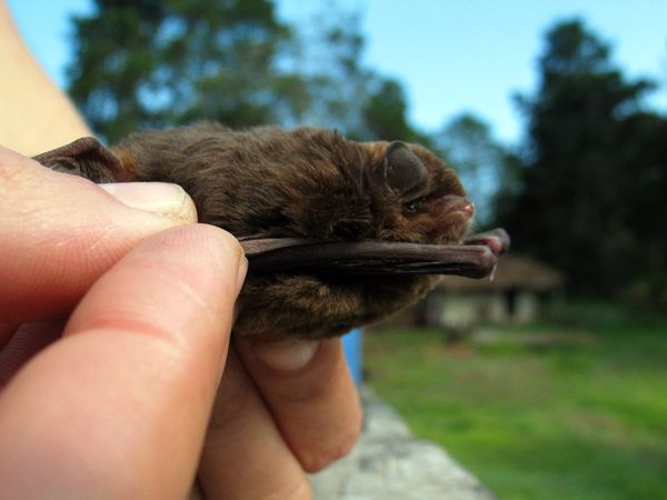 Unique Animals blogs: Rare African Bats, Bats Info and Bat Pictures, Photos
