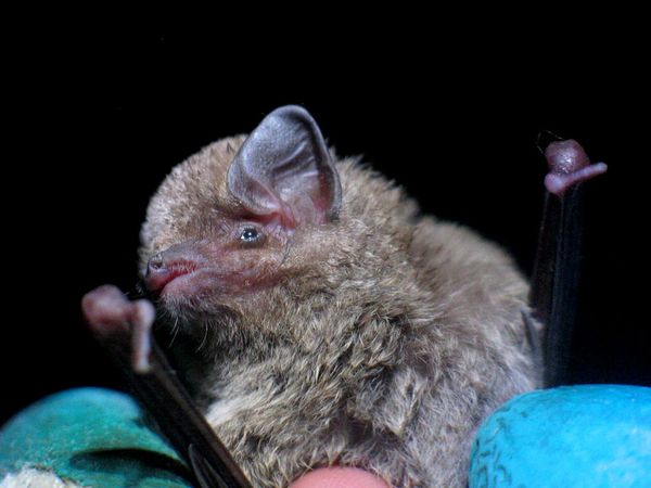 Unique Animals blogs: Rare African Bats, Bats Info and Bat Pictures, Photos