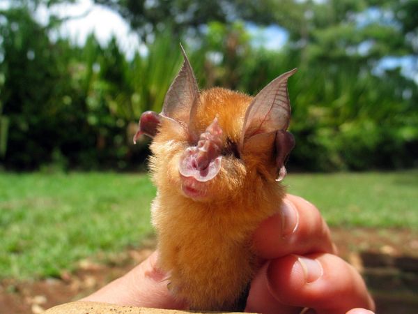 Unique Animals blogs: Rare African Bats, Bats Info and Bat Pictures, Photos