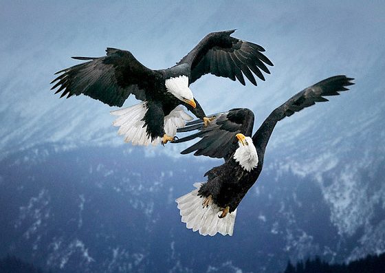 Unique Animals blogs: Animals Photography, Animal Photo Gallery Best ...