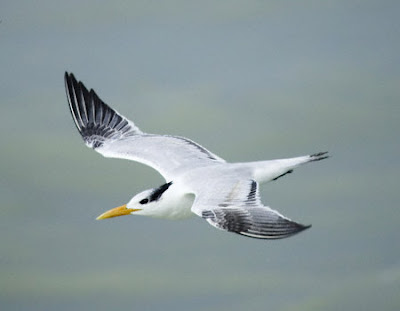 Unique Animals blogs: Birds Flying, Flying Birds Pictures and Photos