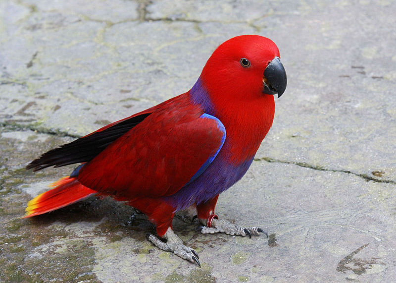 HD Animals Wallpapers: 10 Colourful Birds Pictures & Beautiful Birds ...