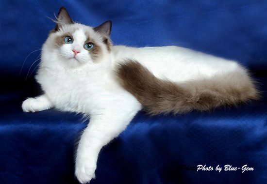 Cantinho dos Gatos: Conhecendo as Raças: Ragdoll