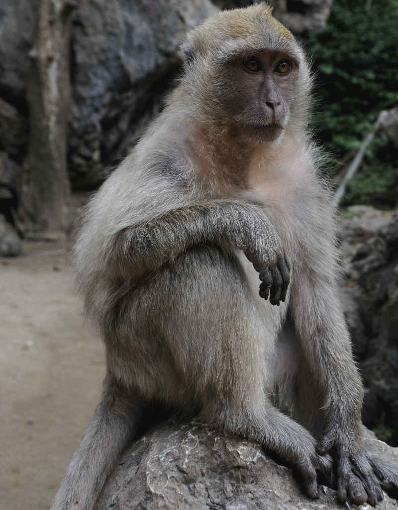 How Common Is Whooping Cough