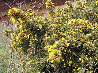 NUESTRO CLIMA Y LA XEROJARDINERÍA: Le Ulex