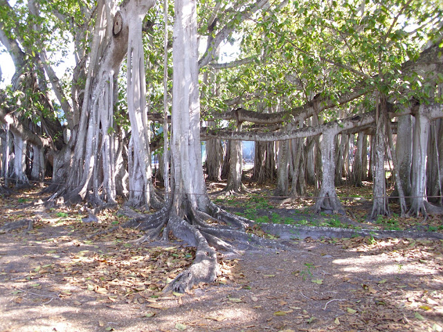 Gains And Losses: Life Through Sharon's Eyes: The Banyan Tree