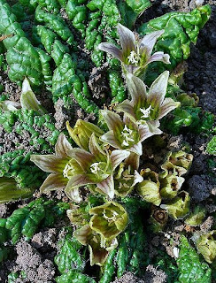 Growing Hermione's Garden: Mandragora Officinarum - Mandrake