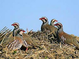 Natura : animals i plantes: PERDIUS ROGES