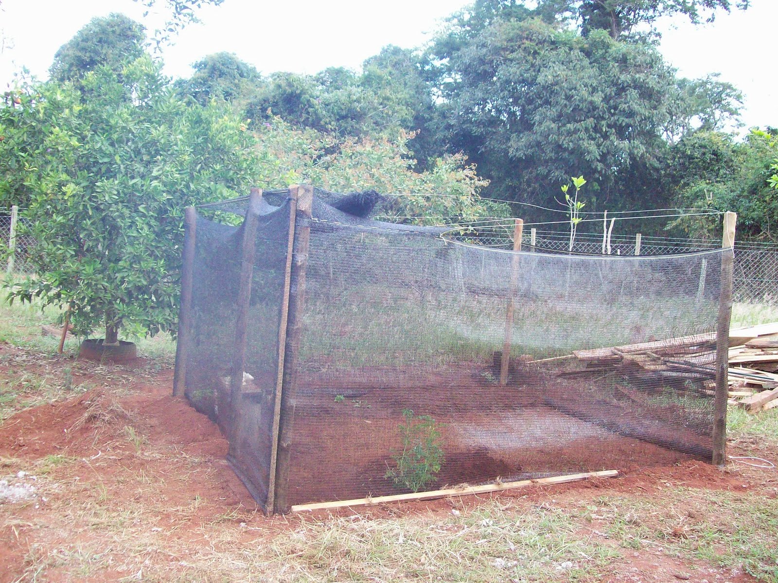 PISANDO NA TERRA: A HORTA